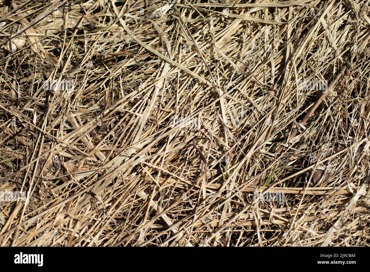Texture of dry grass. Swamp plant. Dried stems. Simple spring grass ...