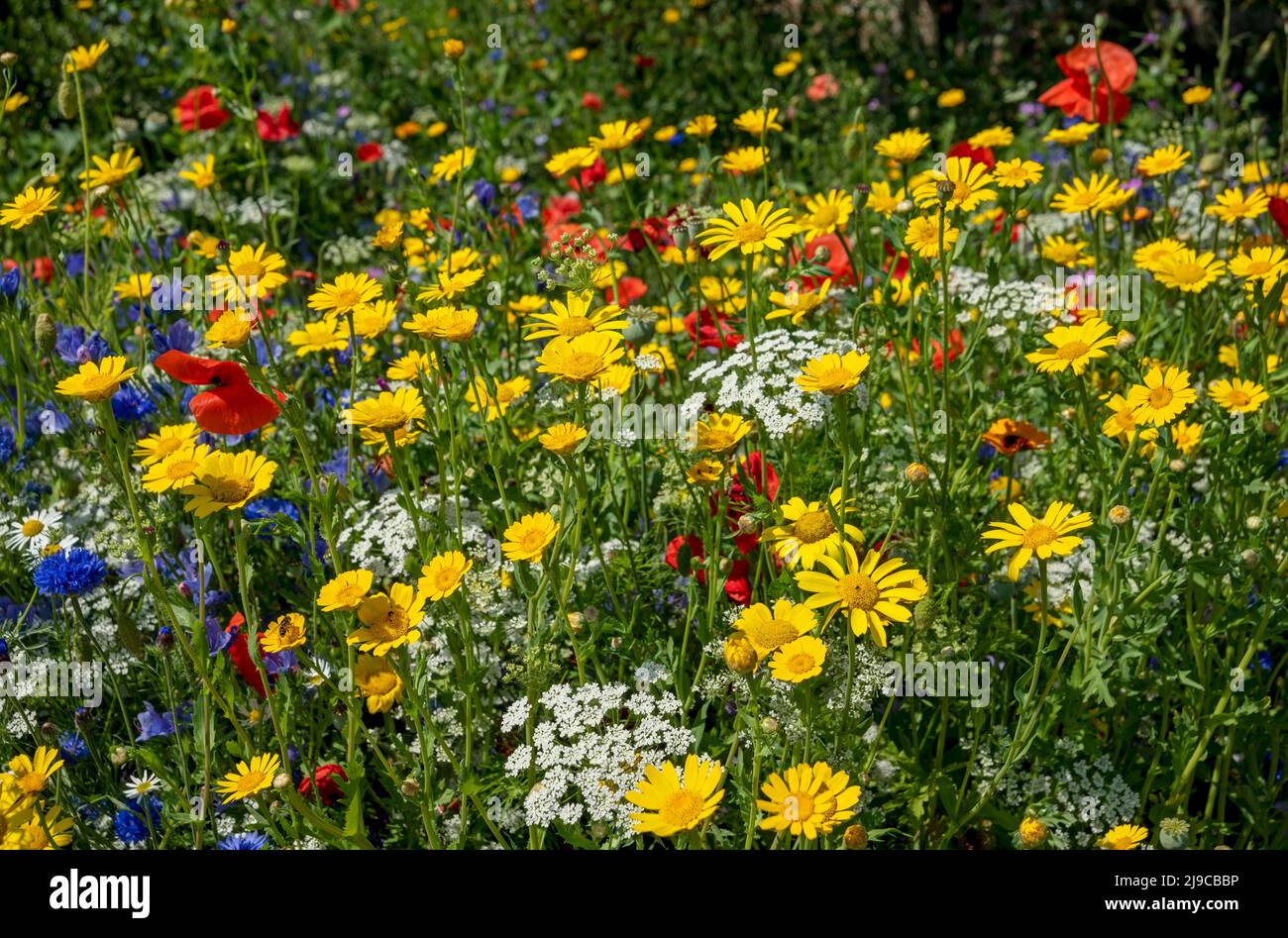 Wildflowers in garden border hi-res stock photography and images - Alamy