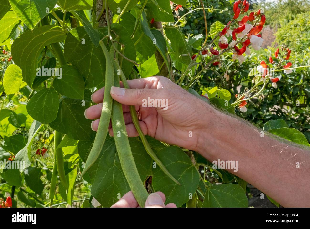 Close up of man picking runner beans St George growing up a frame in a ...