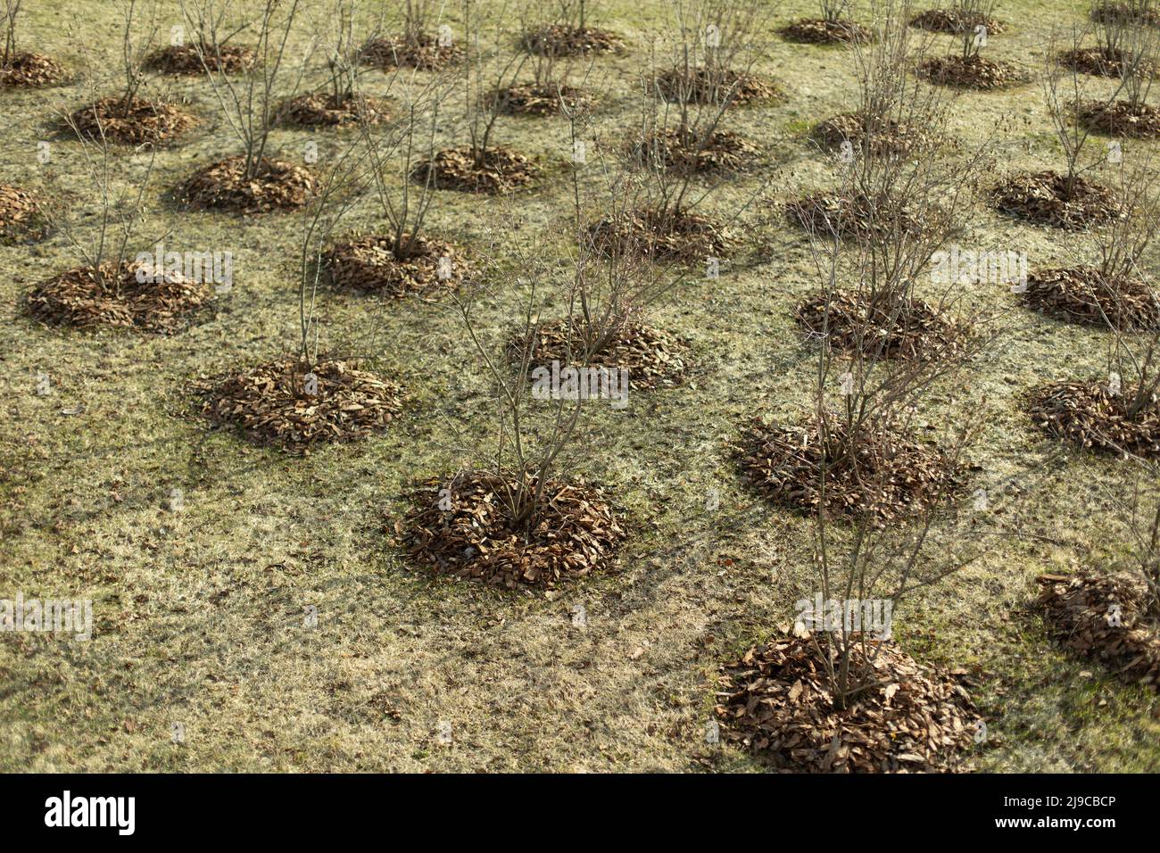 Planting trees. Details of park. Spring planting of garden Stock Photo ...