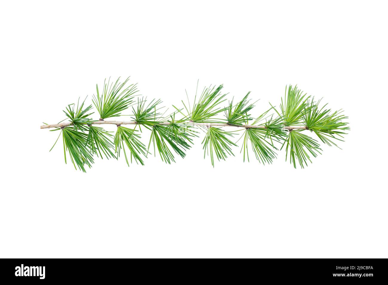 Larix decidua (European larch) branch with young needles isolate on a ...