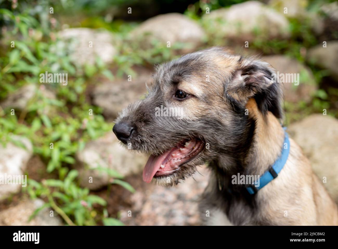 Portrait of a dog breed Irish Wolfhound in a summer nature park Stock ...