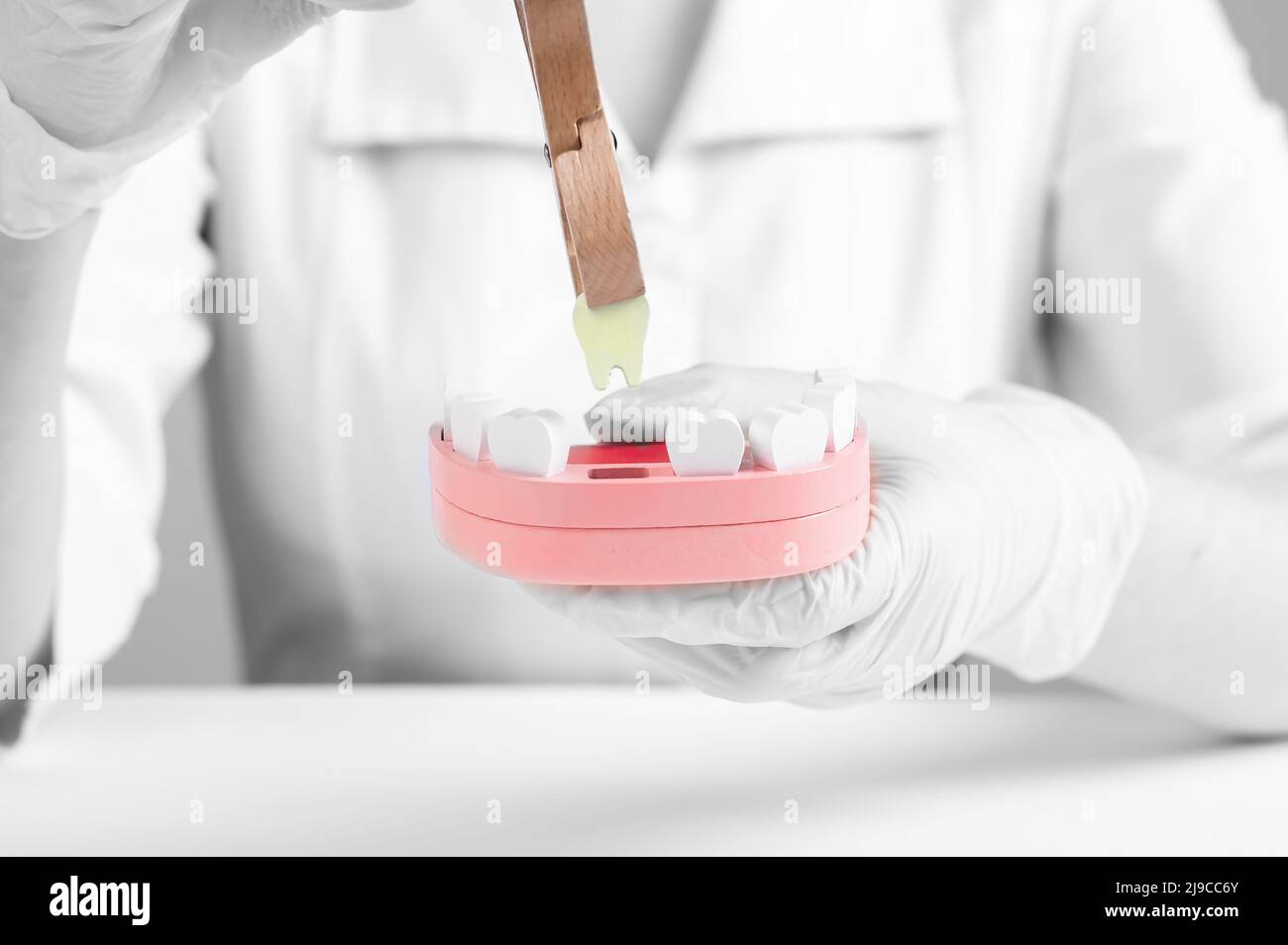 Dentist pulling bad tooth with forceps out of jaw model. Sick, damaged ...