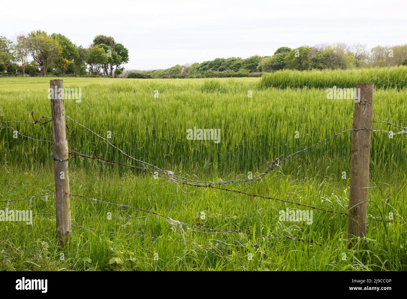 Barbed wire fence by a field in Sunderland, England. The wire has been ...