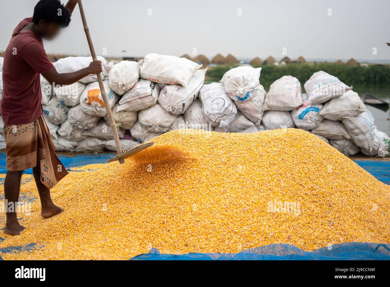 The bright orange corn kernels are simply stunning Stock Photo - Alamy