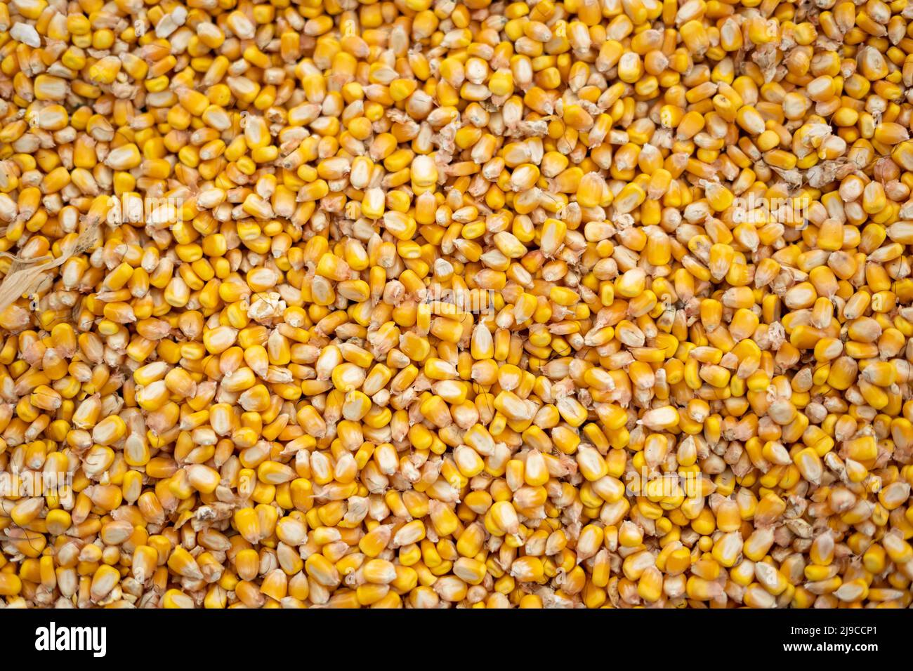 The bright orange corn kernels are simply stunning Stock Photo - Alamy