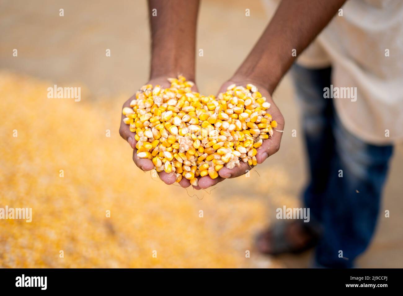 Farmer holding corn grains in his hands Stock Photo - Alamy