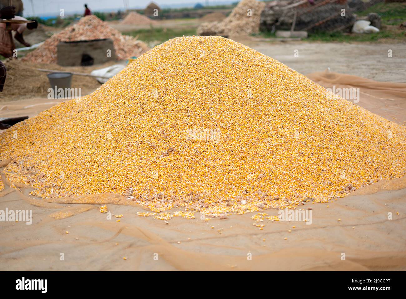The bright orange corn kernels are simply stunning Stock Photo - Alamy