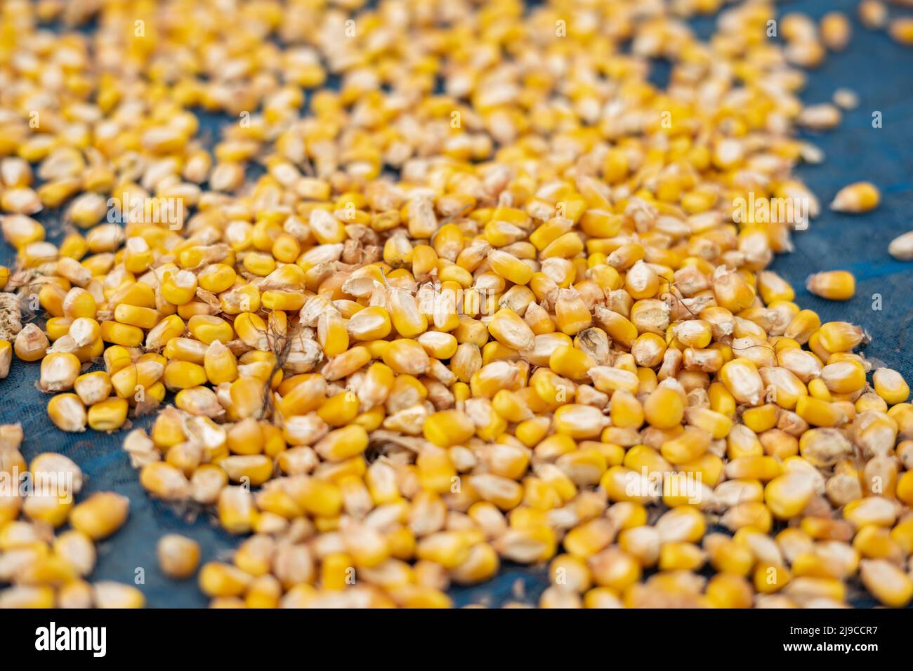 The bright orange corn kernels are simply stunning Stock Photo - Alamy