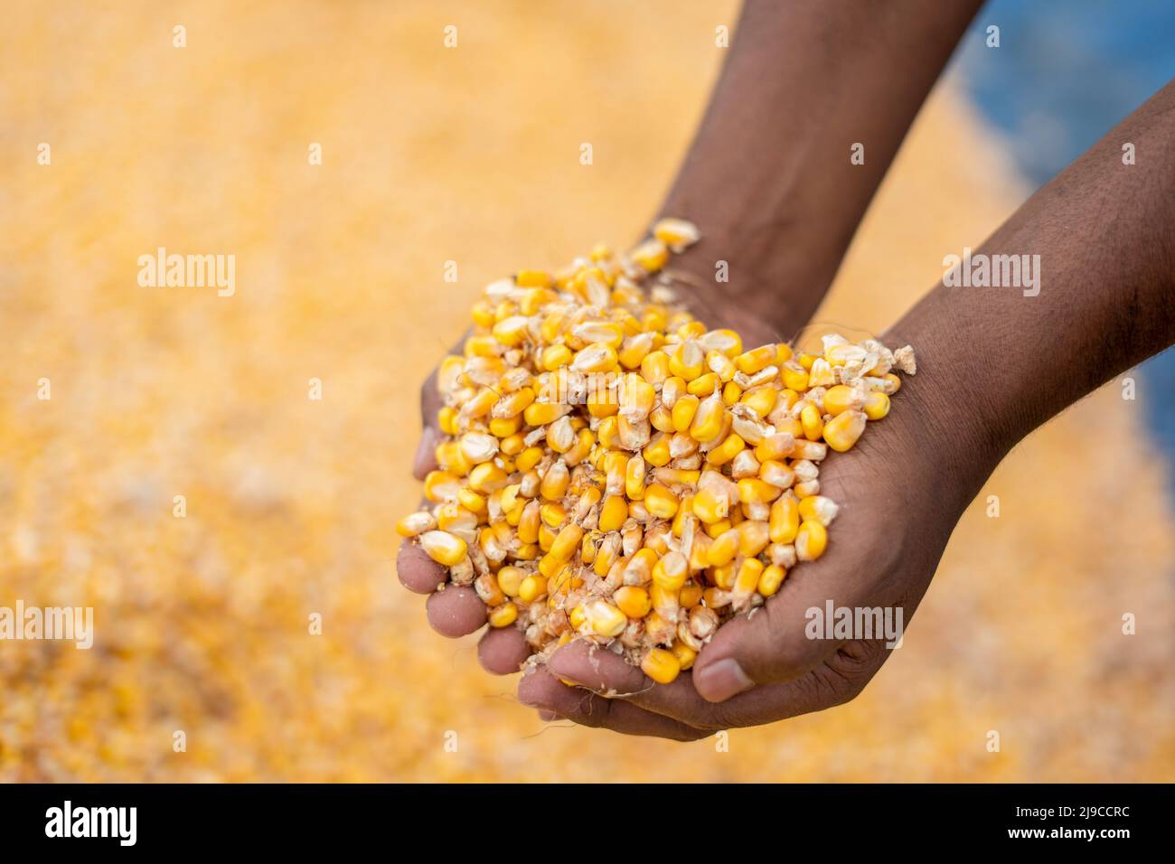 Farmer holding corn grains in his hands Stock Photo - Alamy