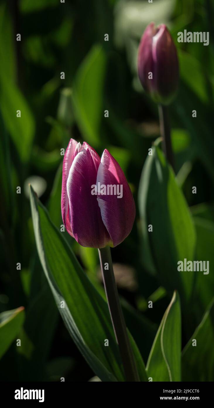 a bright tulip. spring flower. floral background for the screensaver ...