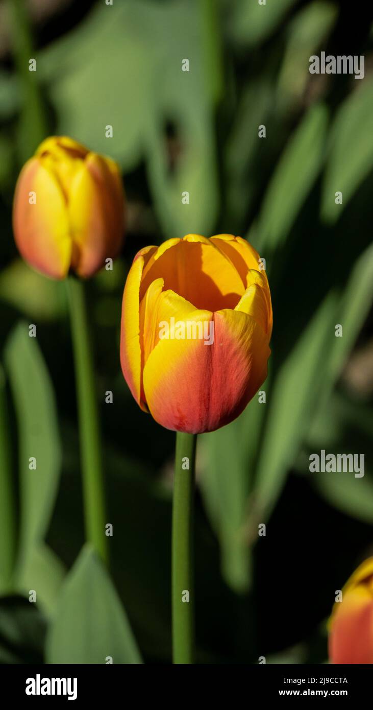 a bright tulip. spring flower. floral background for the screensaver ...