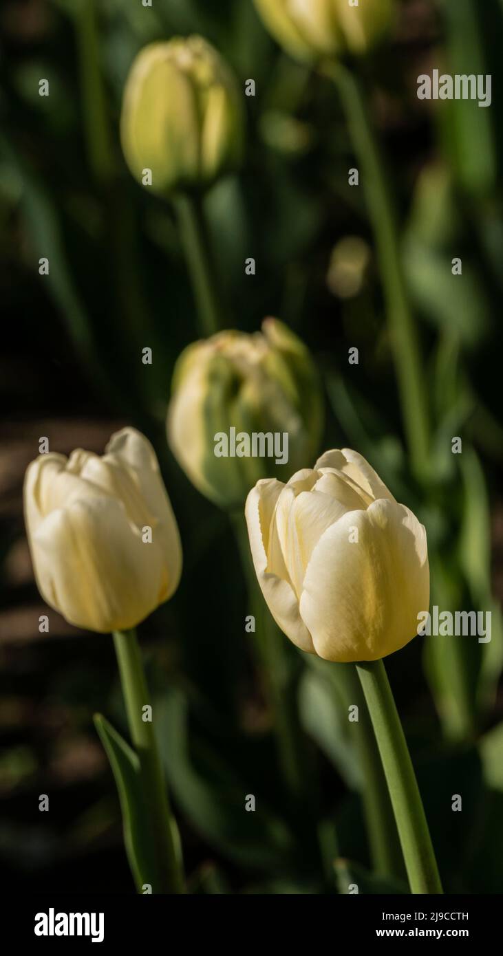 a bright tulip. spring flower. floral background for the screensaver ...
