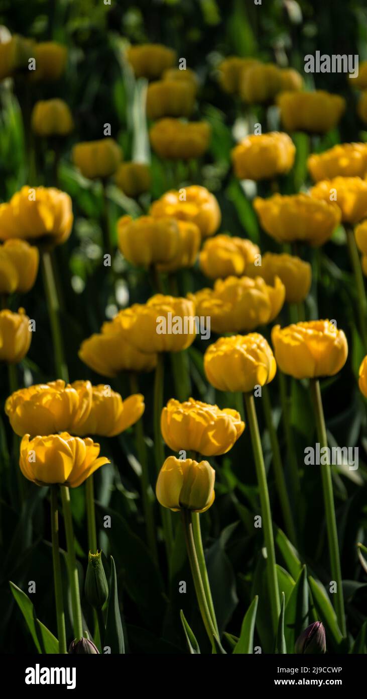 a bright tulip. spring flower. floral background for the screensaver ...