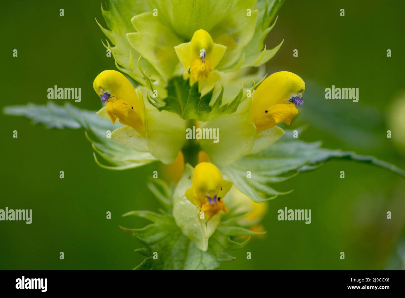 Rhinanthus angustifolius is a species of plant in the genus Rhinanthus ...