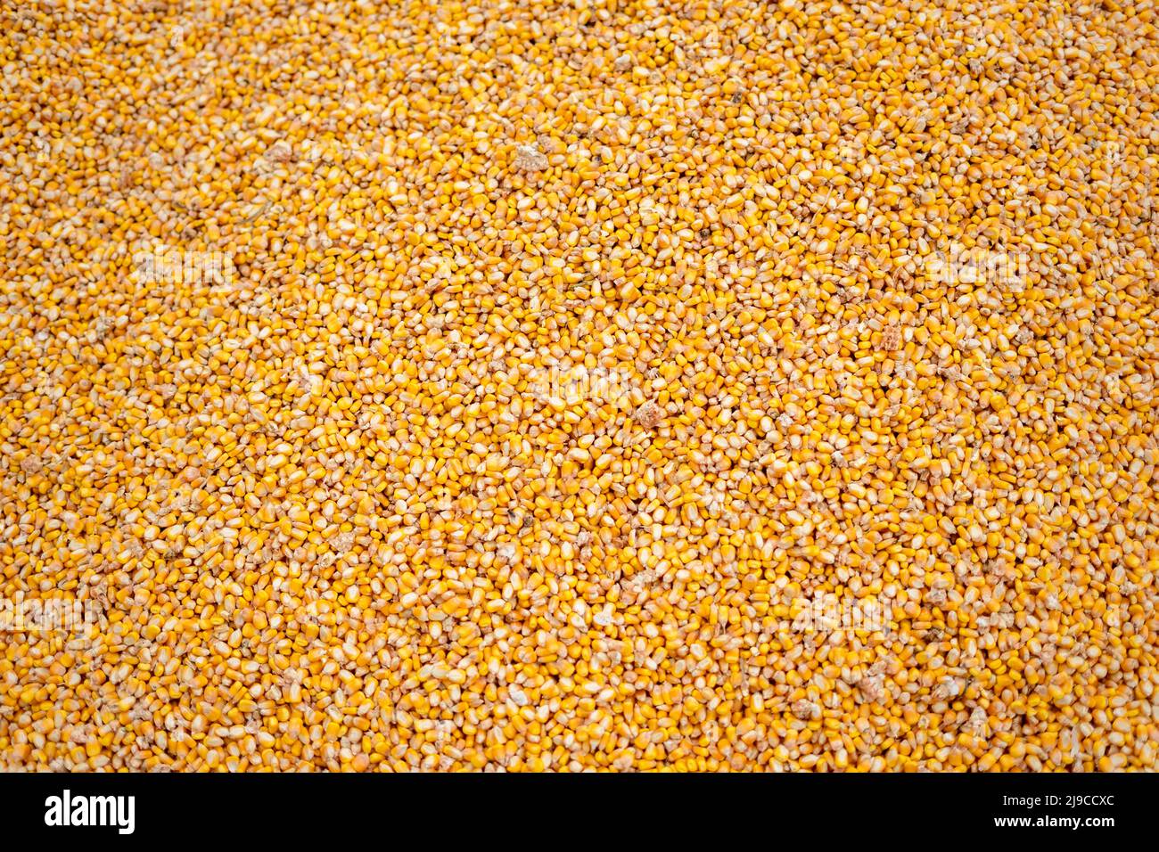 The bright orange corn kernels are simply stunning Stock Photo - Alamy