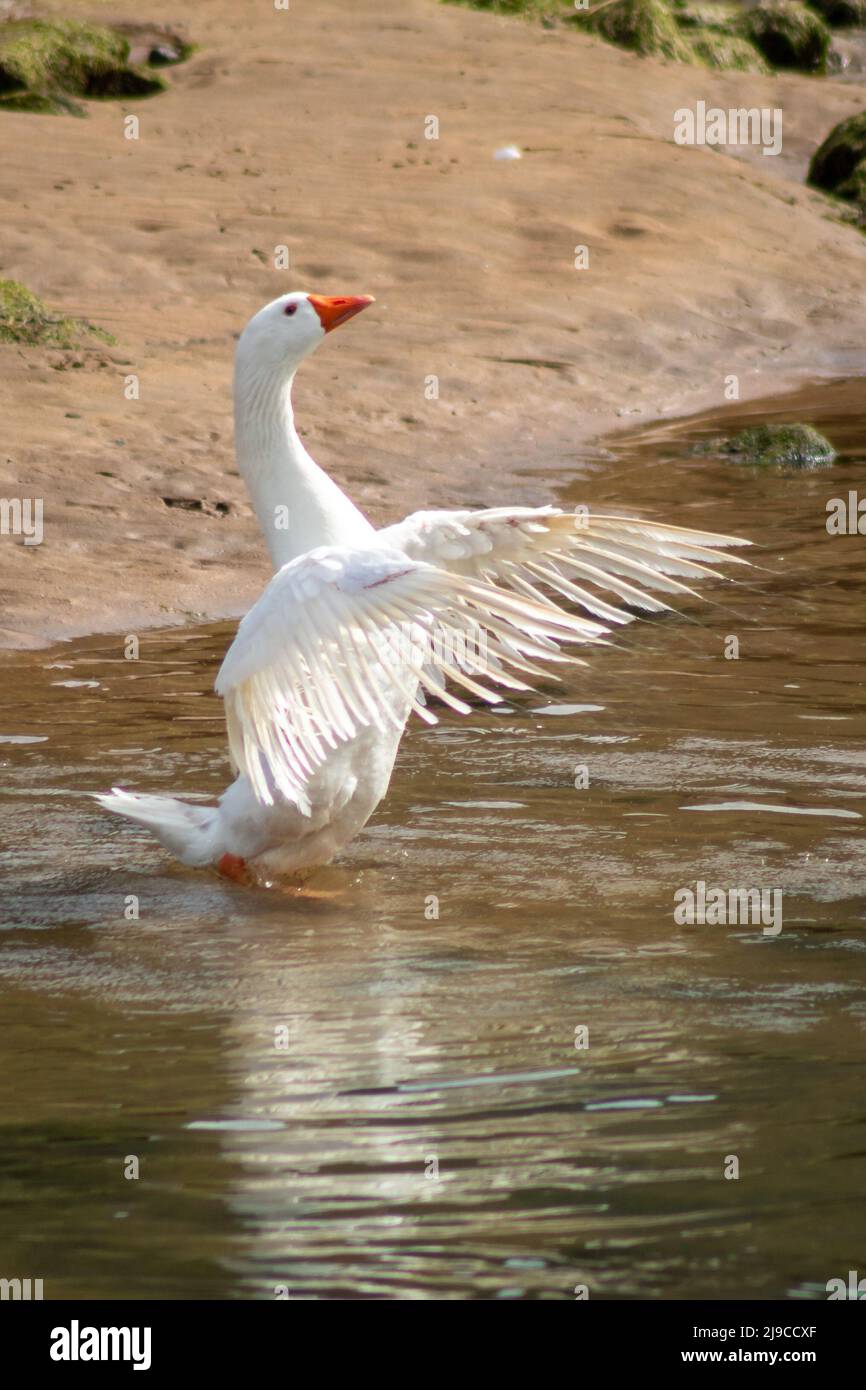 The greylag goose, common goose or common goose, is a species of ...