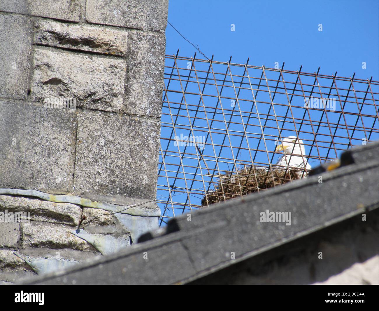 Seagull on chimney pot hi-res stock photography and images - Alamy