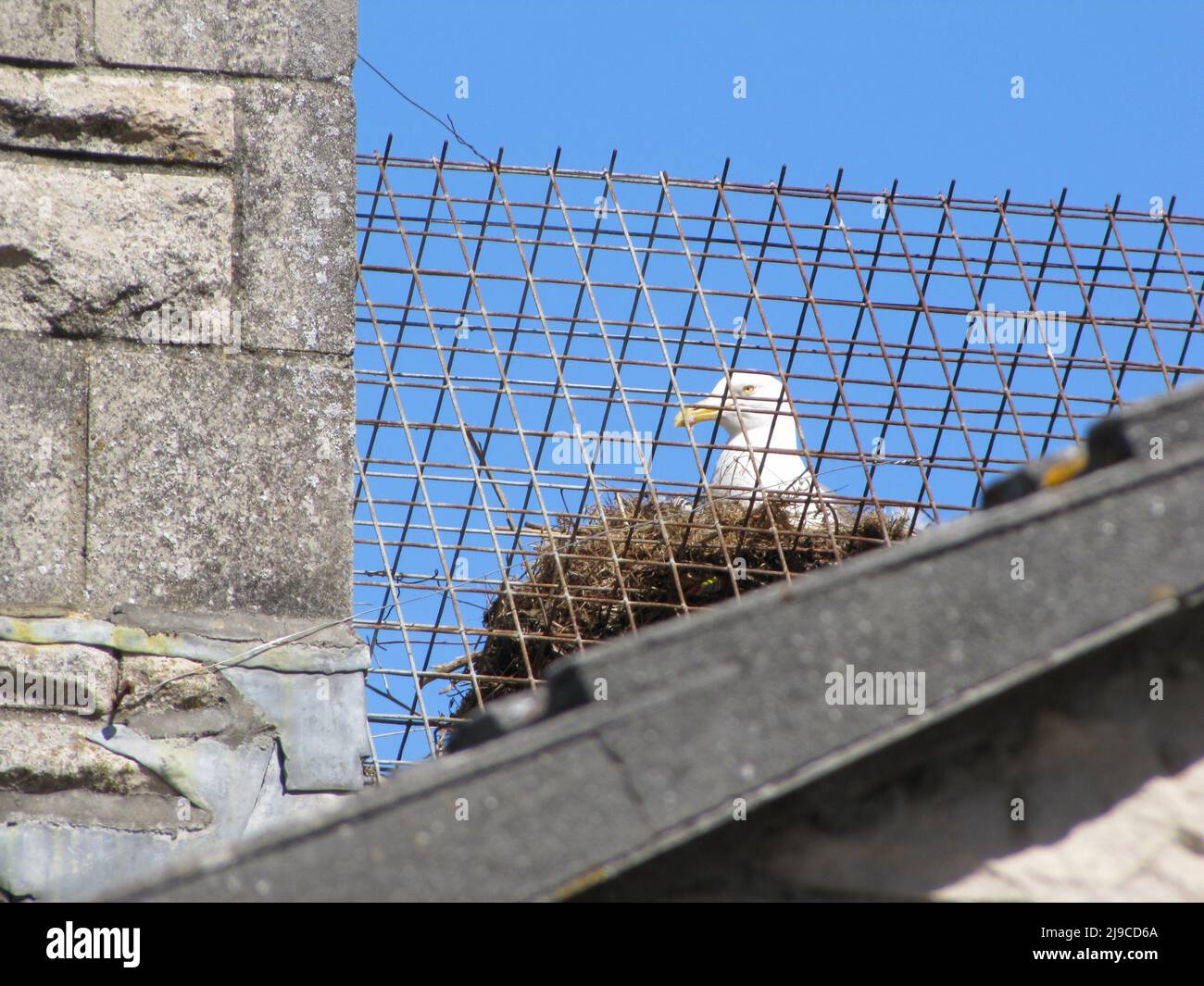 Seagull on chimney pot hi-res stock photography and images - Alamy