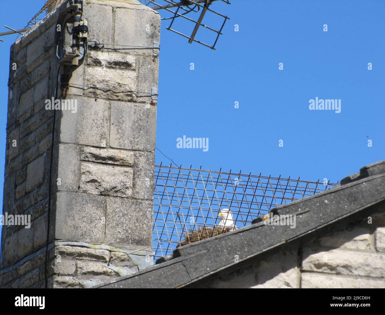 Seagull on chimney pot hi-res stock photography and images - Alamy