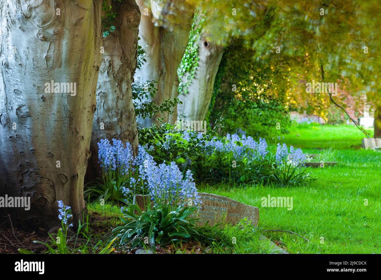 Bluebells and beech trees at the churchyard Stock Photo - Alamy