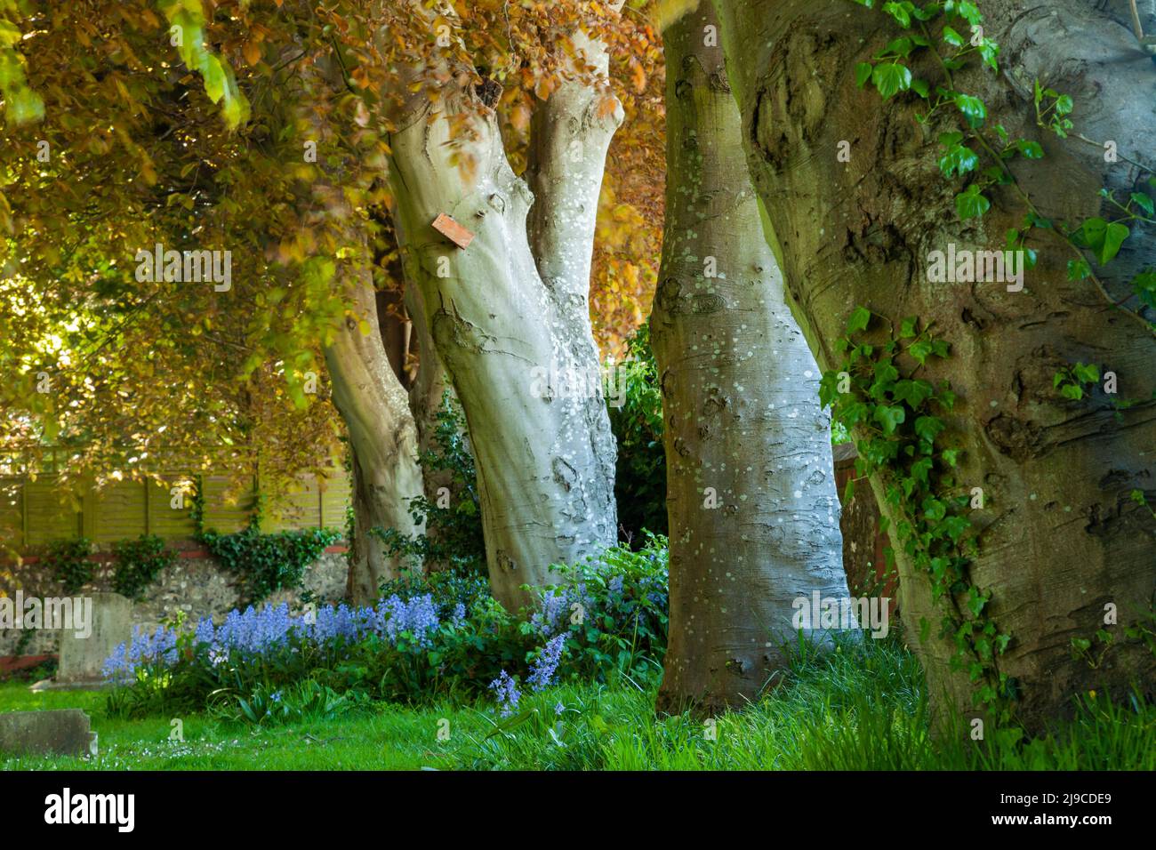 Bluebells and beech trees at the churchyard Stock Photo - Alamy