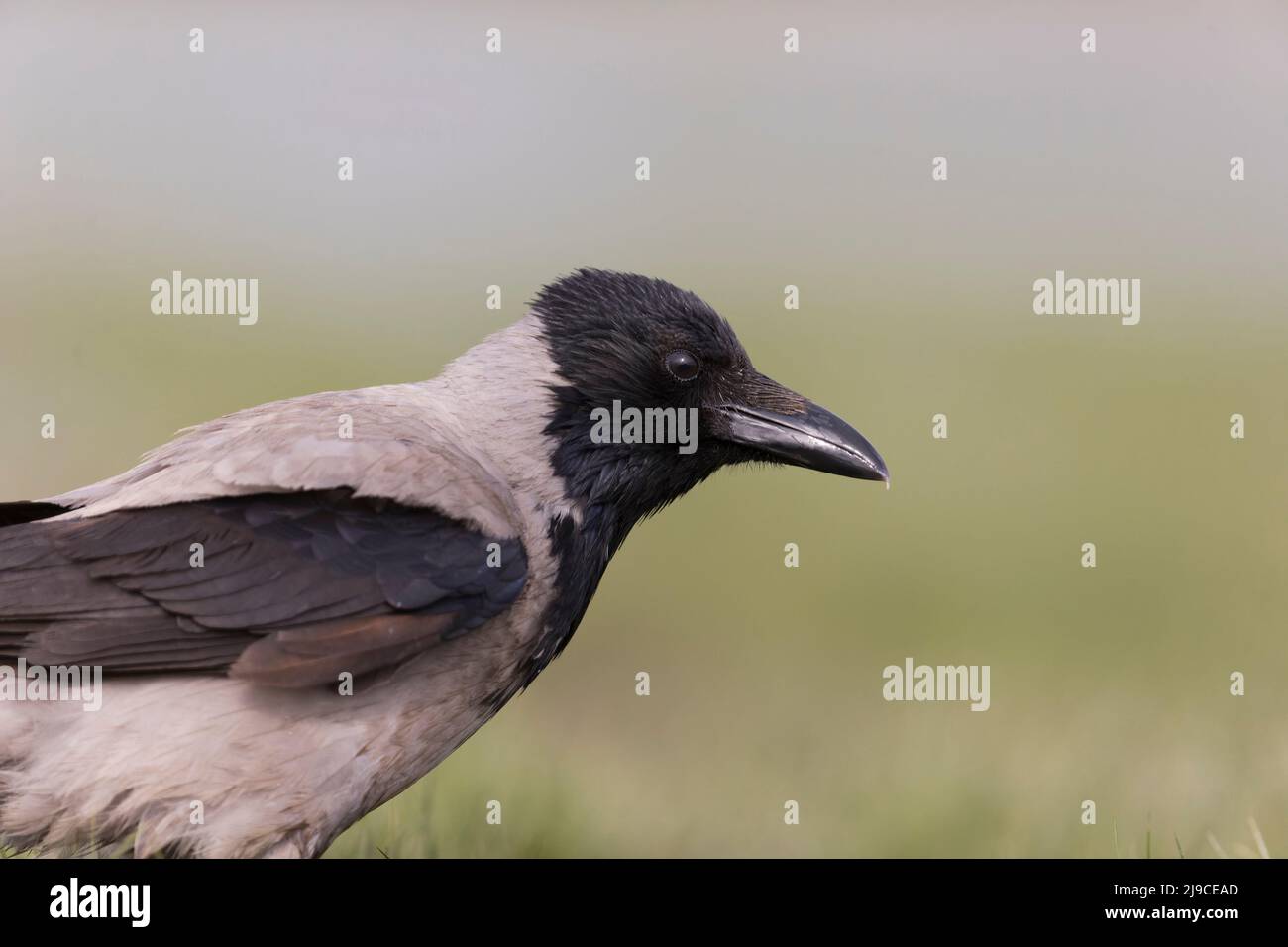Hooded Crow (Corvus cornix) adult portrait, Hungary, April Stock Photo ...