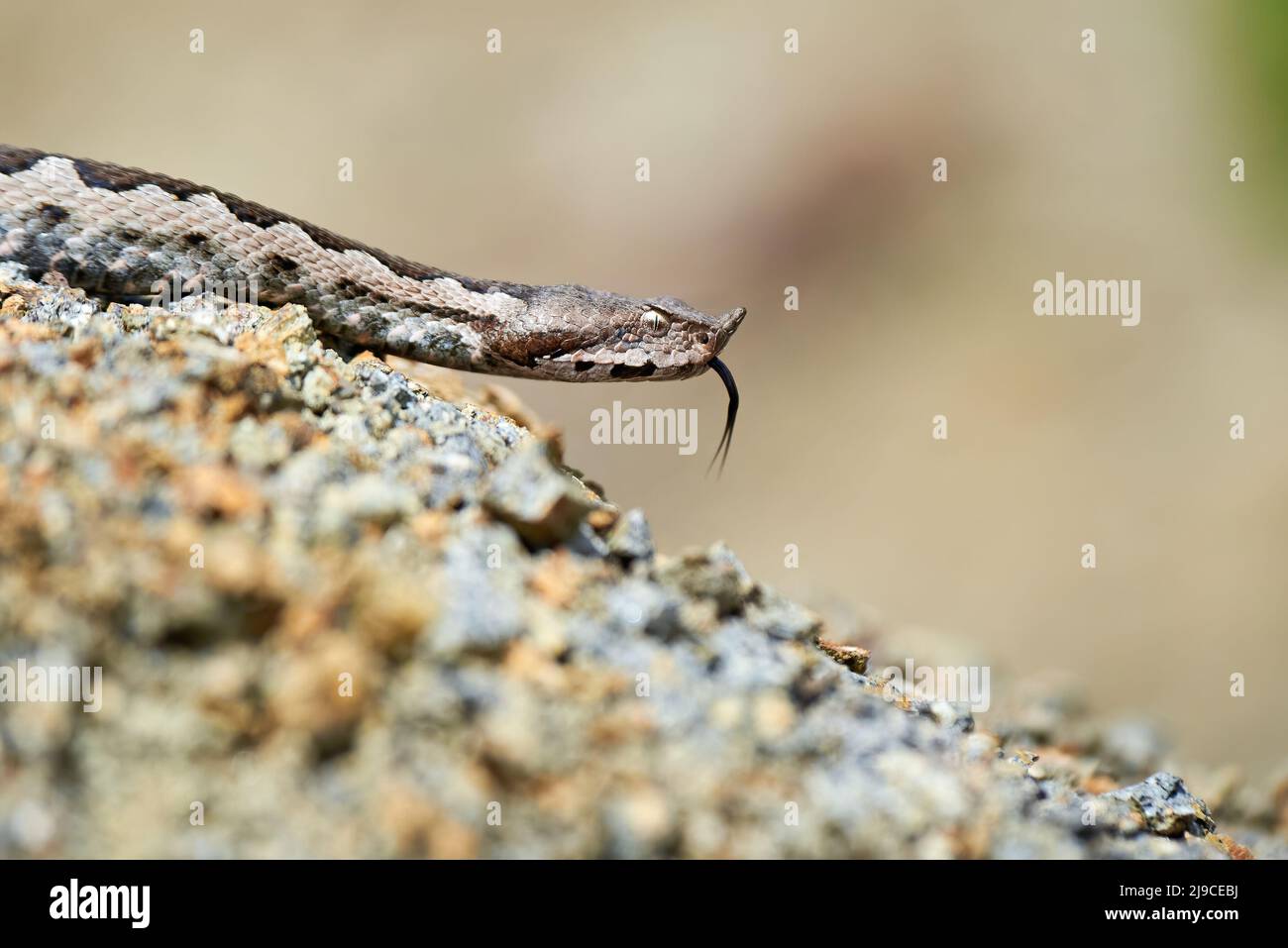 Nose-Horned Viper with forked tongue outside (Vipera ammodytes Stock ...