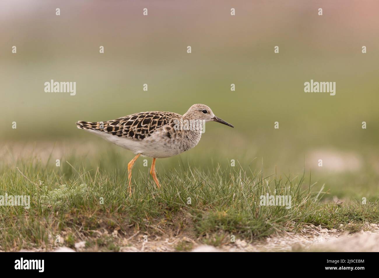 Female ruff reeve philomachus pugnax hi-res stock photography and ...