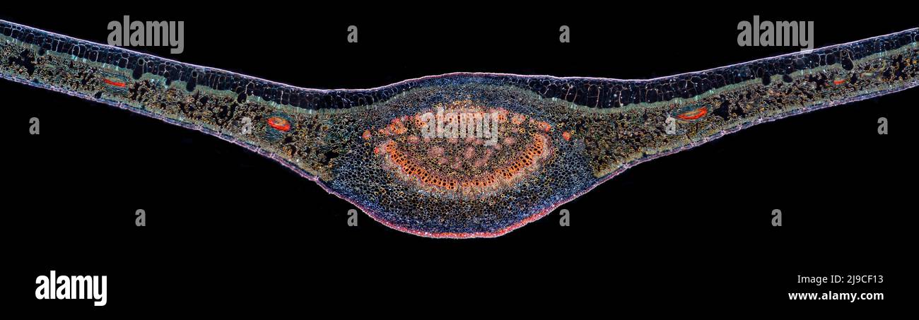 Ficus Elastica Leaf Cross Section