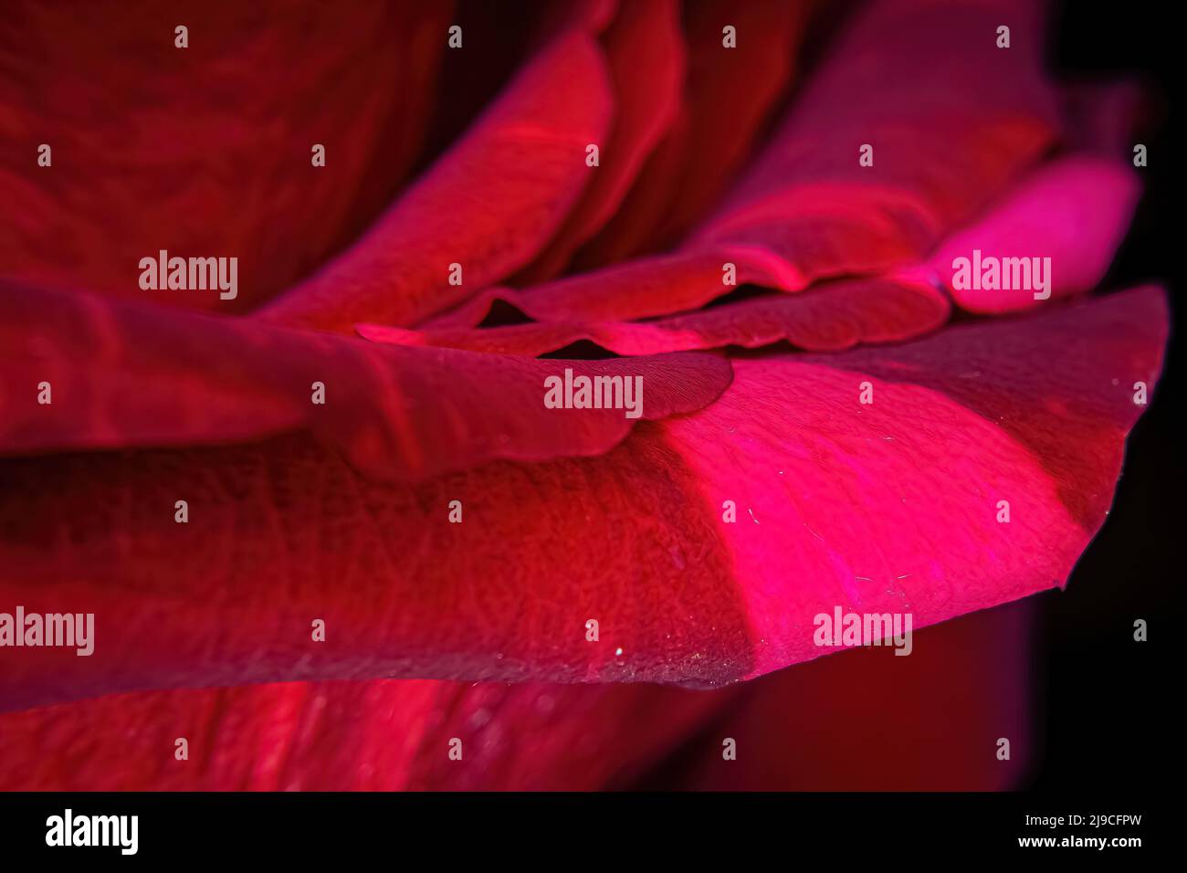 A close up of the edges of a red rose Stock Photo - Alamy