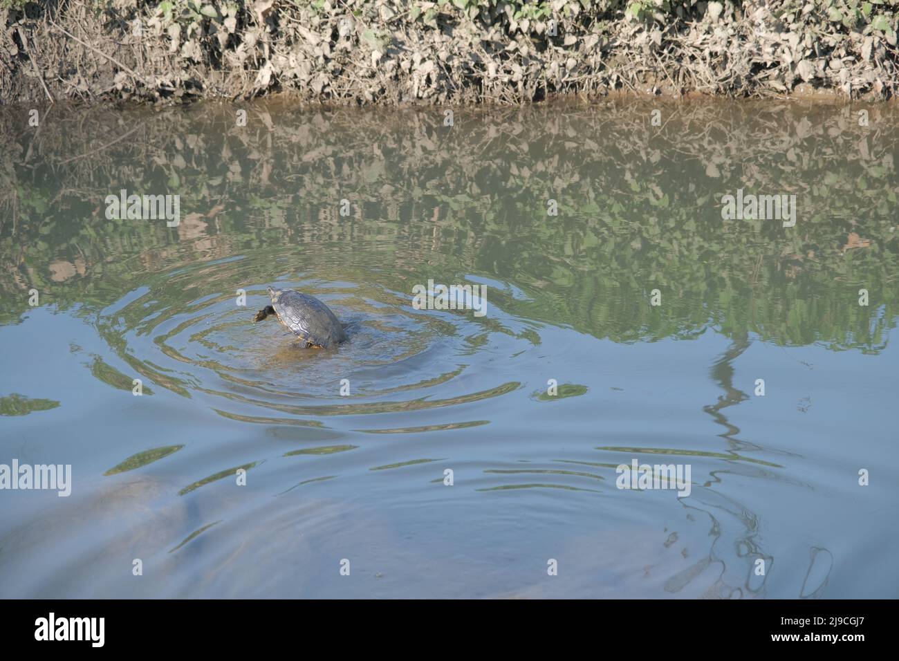 Small turtle on water, water at small turtle Stock Photo - Alamy