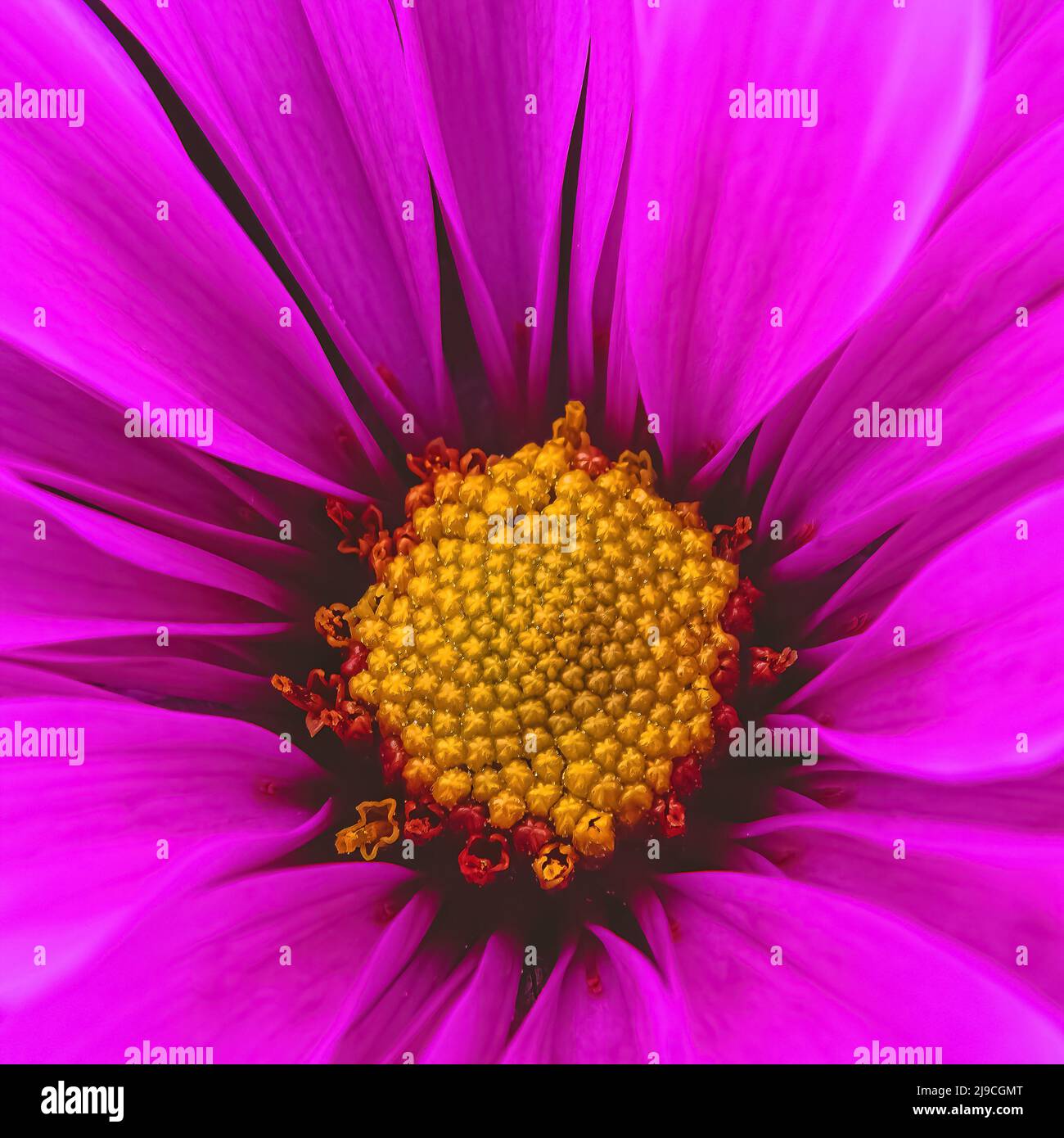 A pink colored daisy up close with great detail Stock Photo - Alamy