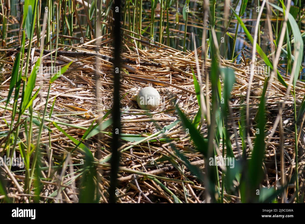 in a swan nest lies a swan egg left behind Stock Photo - Alamy