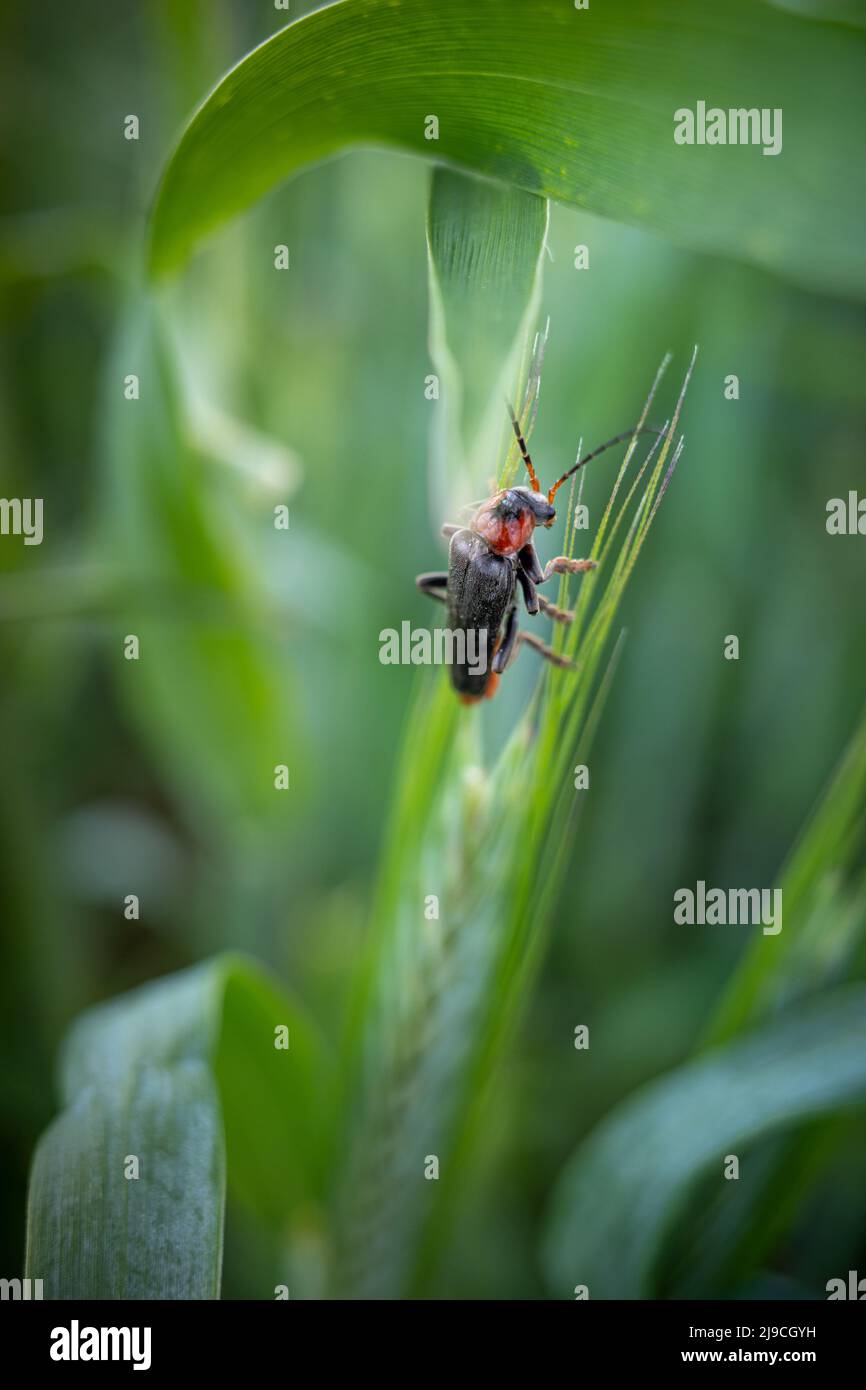 a soft beetle sits on an ear of grain Stock Photo - Alamy