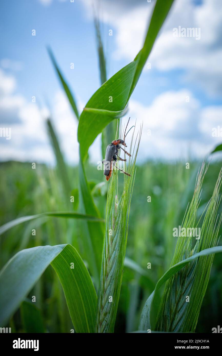 a soft beetle sits on an ear of grain Stock Photo - Alamy