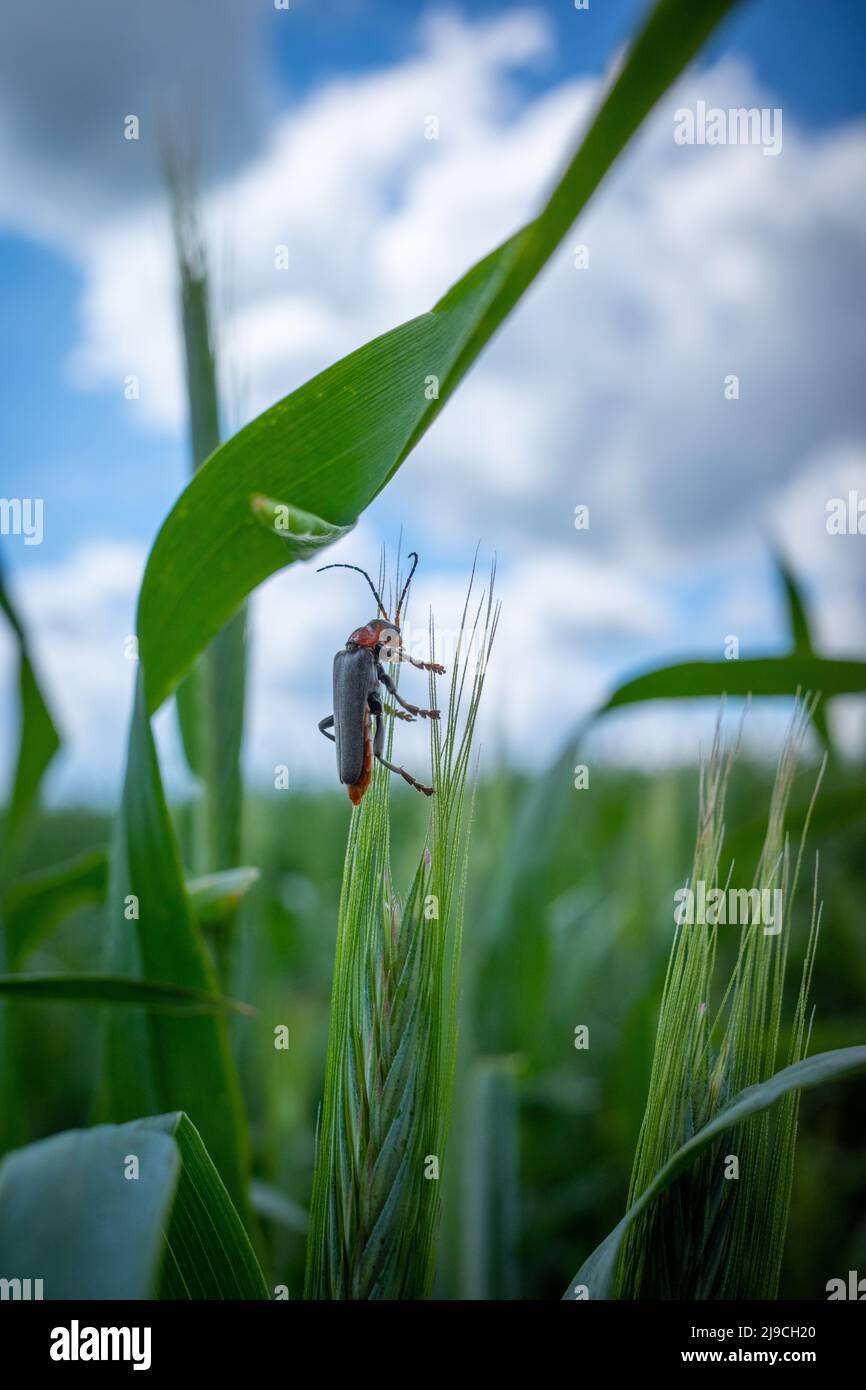 Beetle pattern isolated bugs hi-res stock photography and images - Alamy