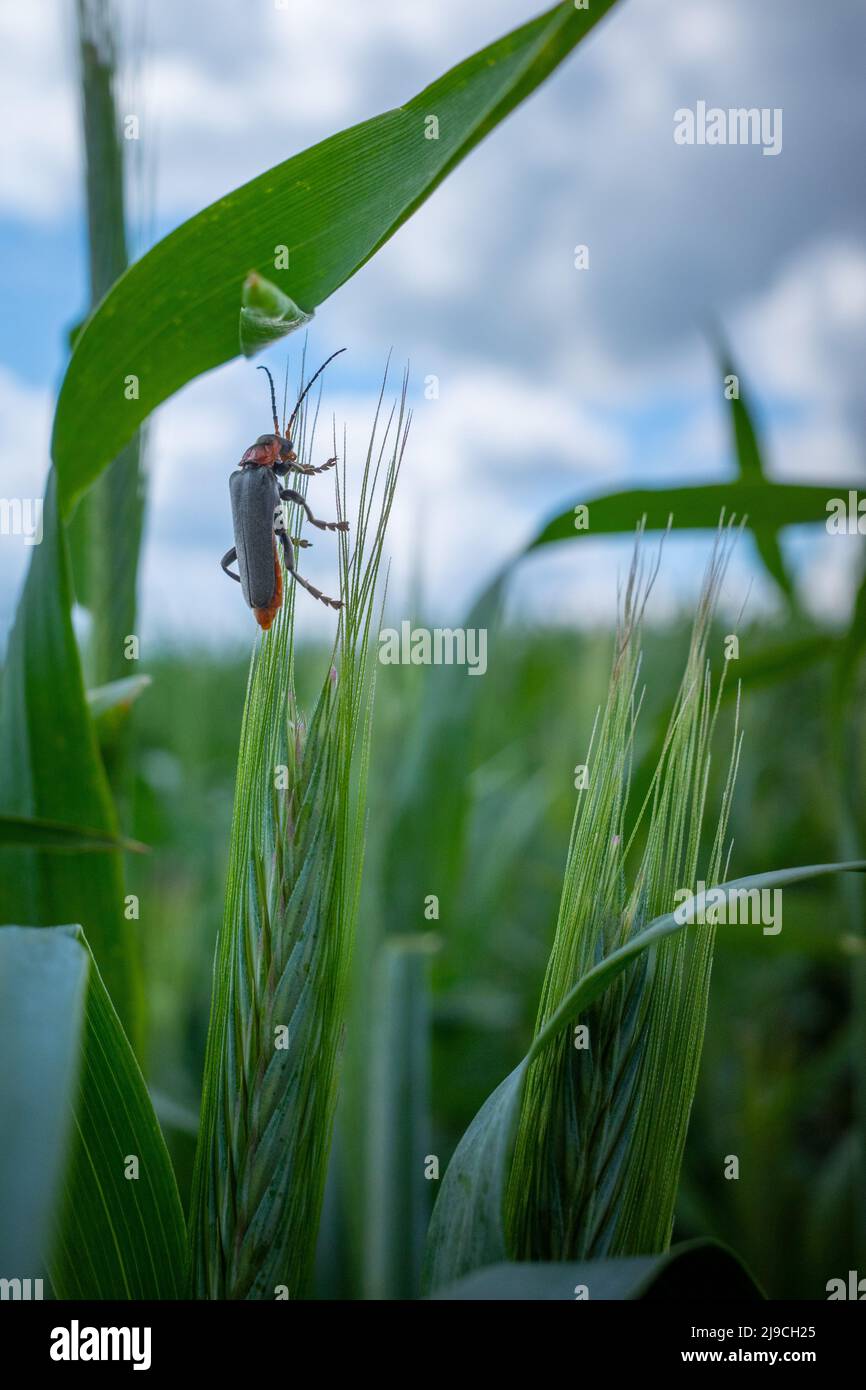 a soft beetle sits on an ear of grain Stock Photo - Alamy