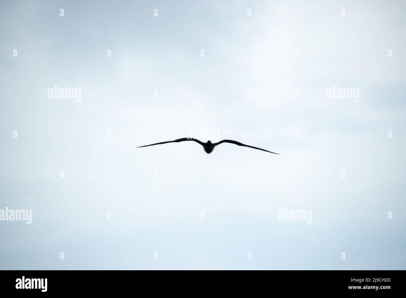 A Frigate Bird flying at Dry Tortugas National Park Stock Photo - Alamy