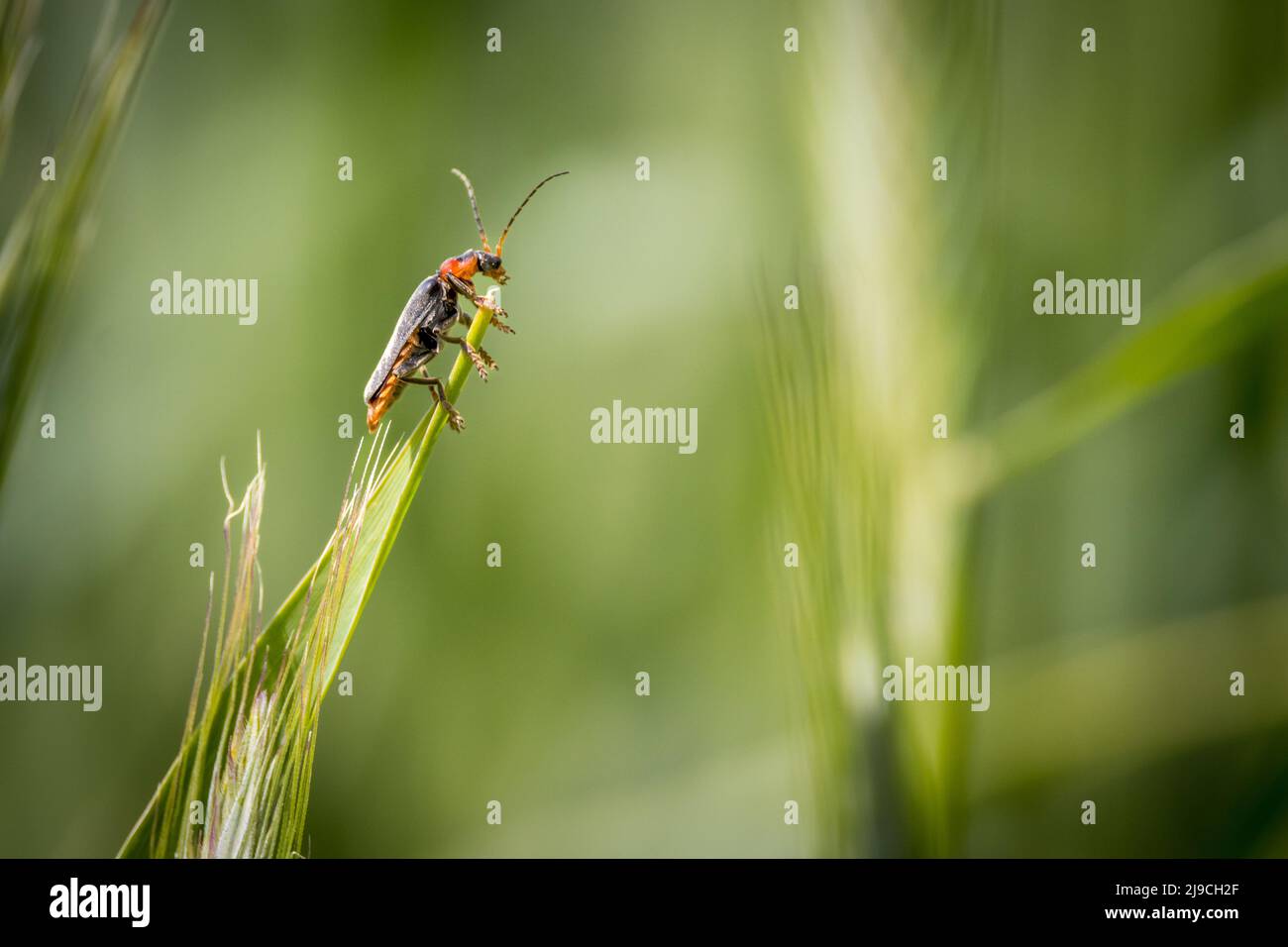 Yucky bugs hi-res stock photography and images - Alamy