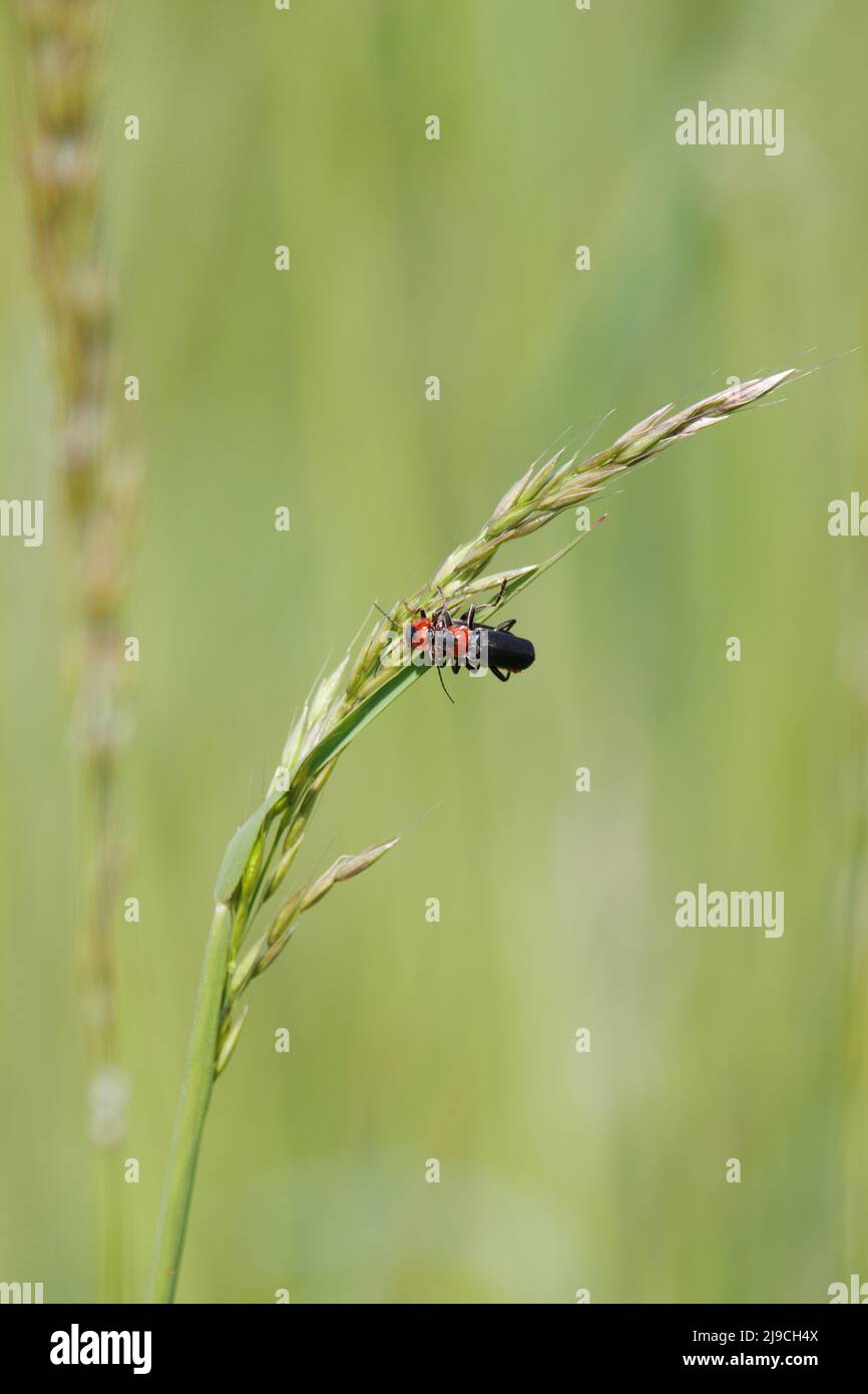 two soft bodied beetles mating on a blade of grass Stock Photo - Alamy