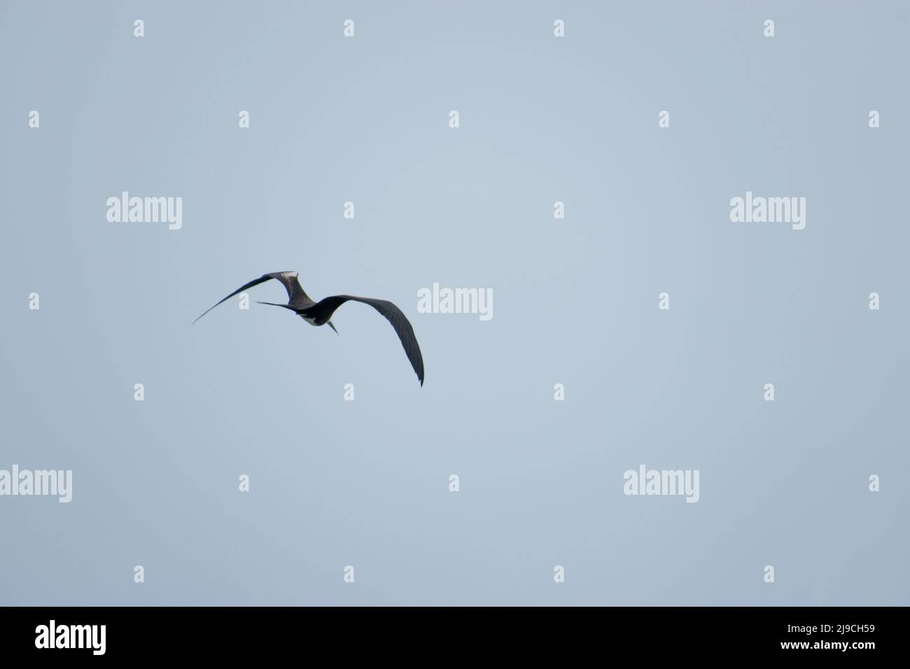 A Frigate Bird flying at Dry Tortugas National Park Stock Photo - Alamy