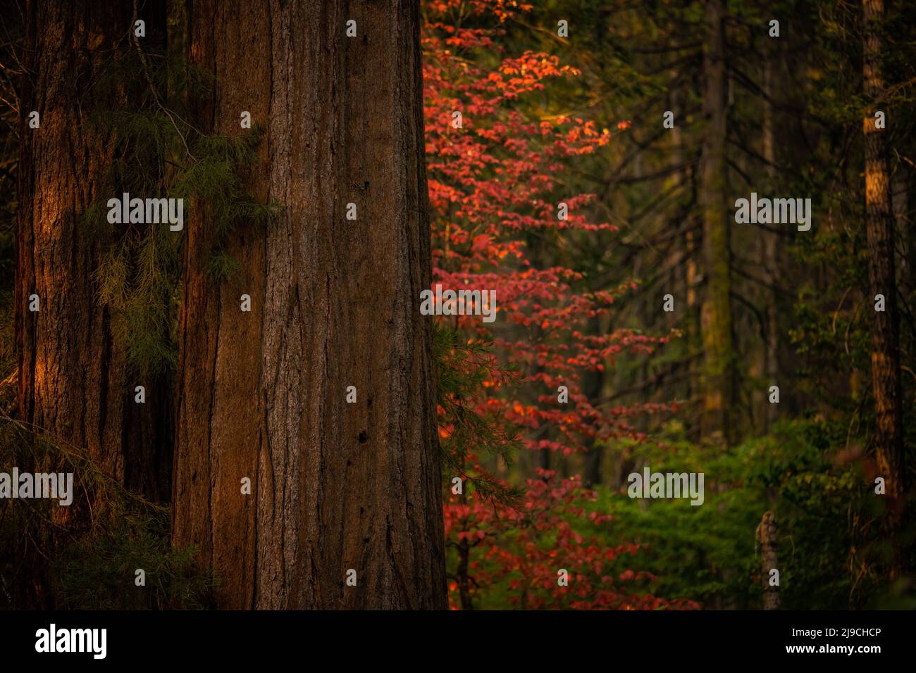 Fall Colors Pop Out From Behind The Base of Giant Sequoia Trees in ...