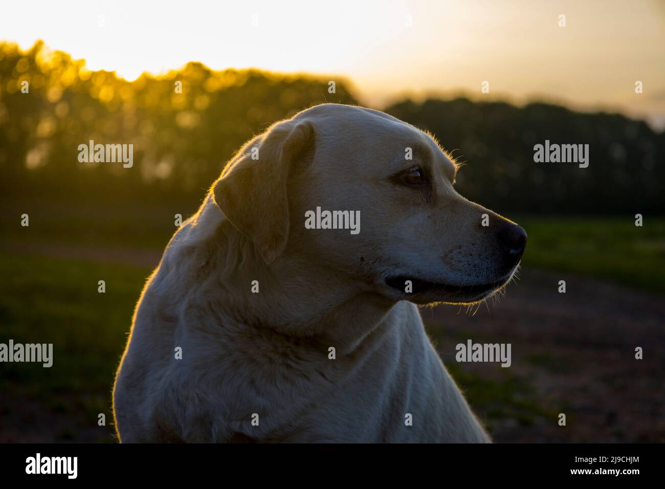 Labrador dog on a sunset background Stock Photo - Alamy