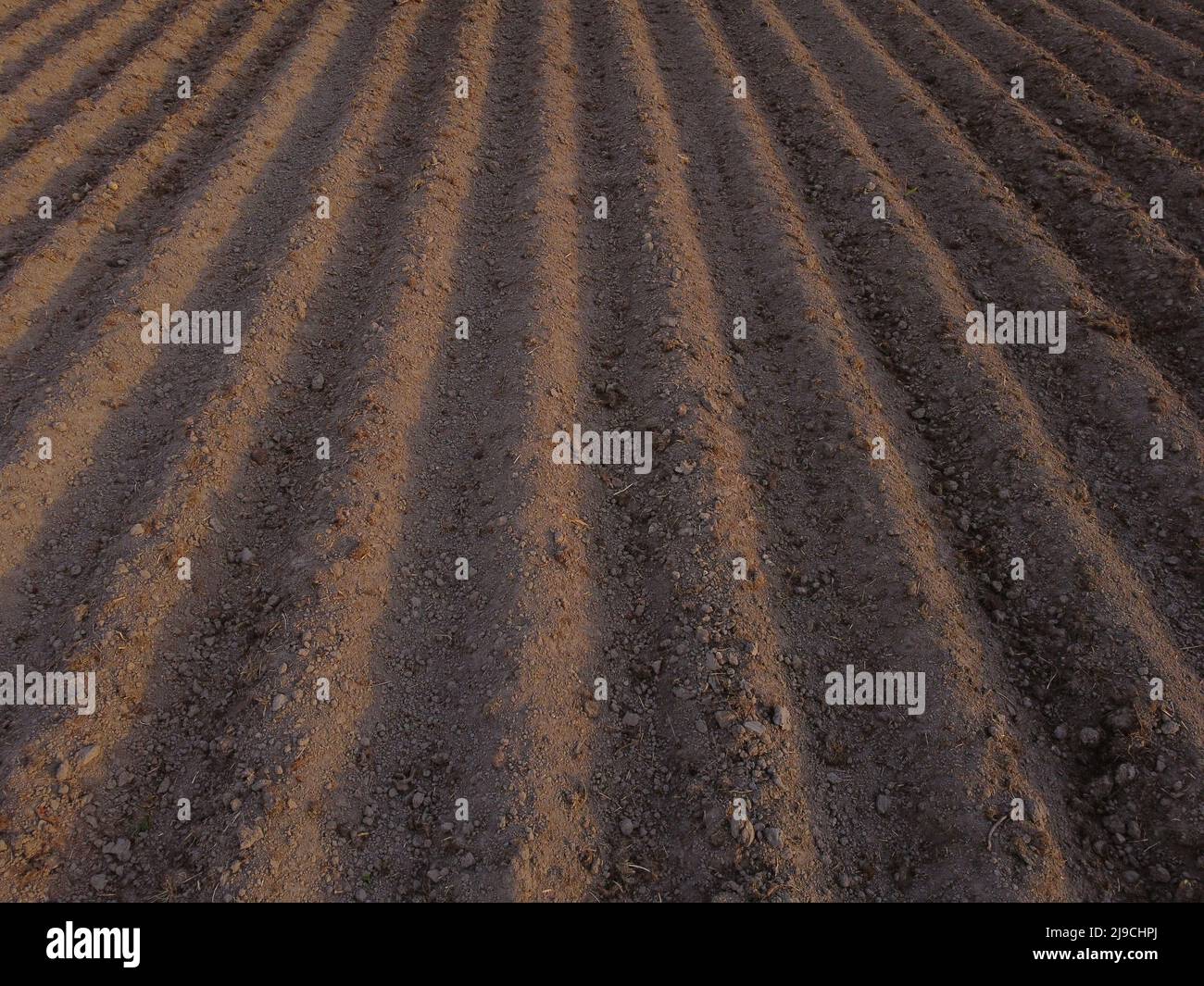Long flat top rows, furrows, mounds, for newly planted potatoes in a ...
