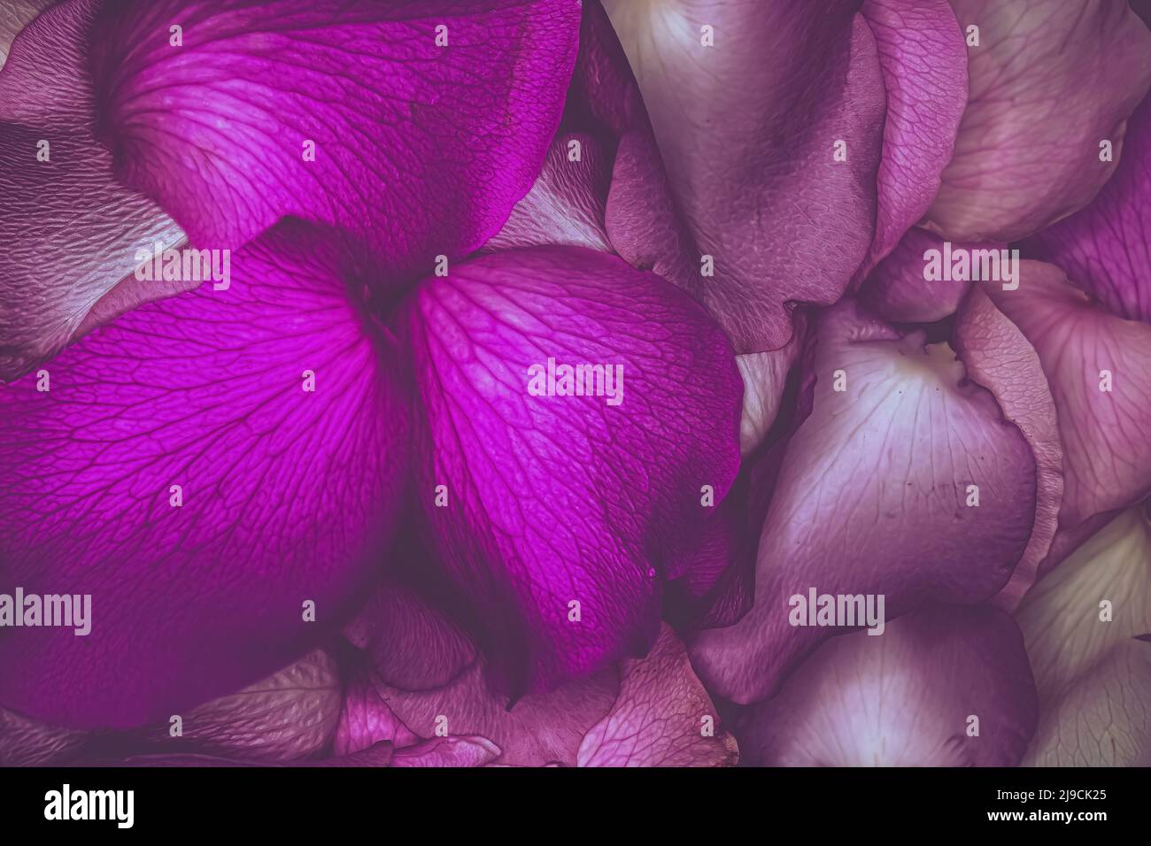 A grouping of pink and purple colored rose petals Stock Photo - Alamy
