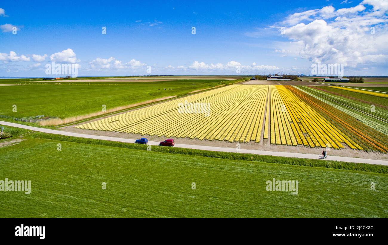 Colorful tulip fields in the Netherlands Stock Photo - Alamy