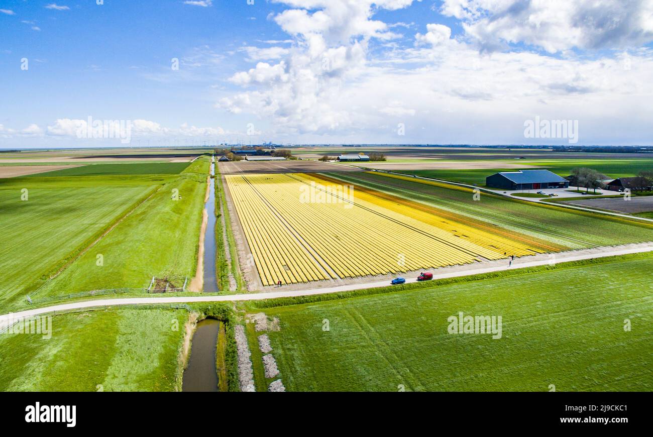 Colorful tulip fields in the Netherlands Stock Photo - Alamy