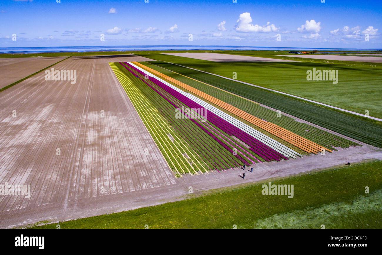 Colorful tulip fields in the Netherlands Stock Photo - Alamy