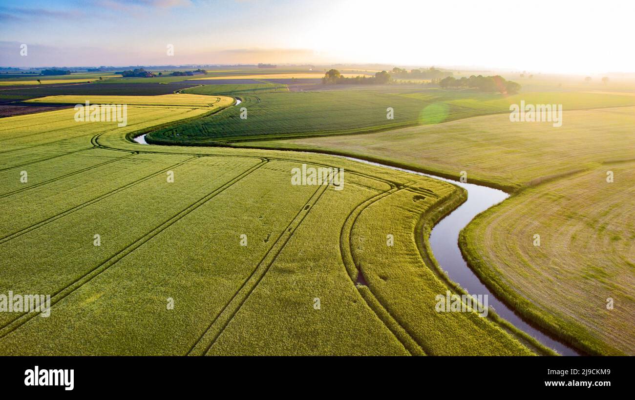 Wheat farm lands countryside in the north of the Netherlands, Groningen ...